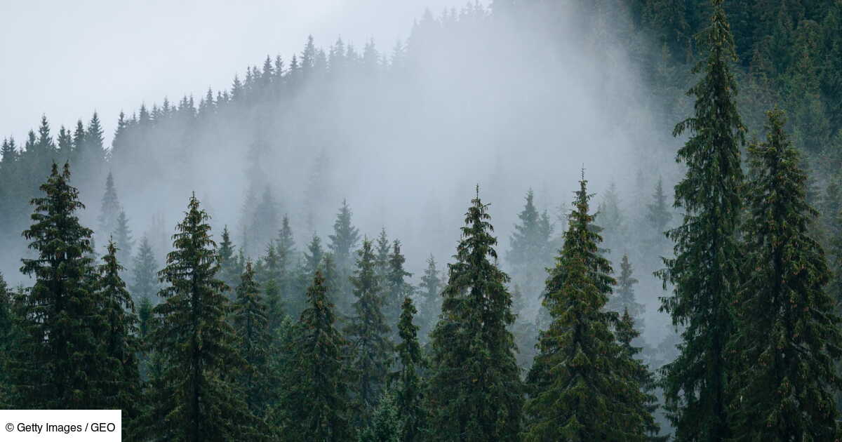 Quelles sont les différentes espèces de sapins ? - Geo.fr