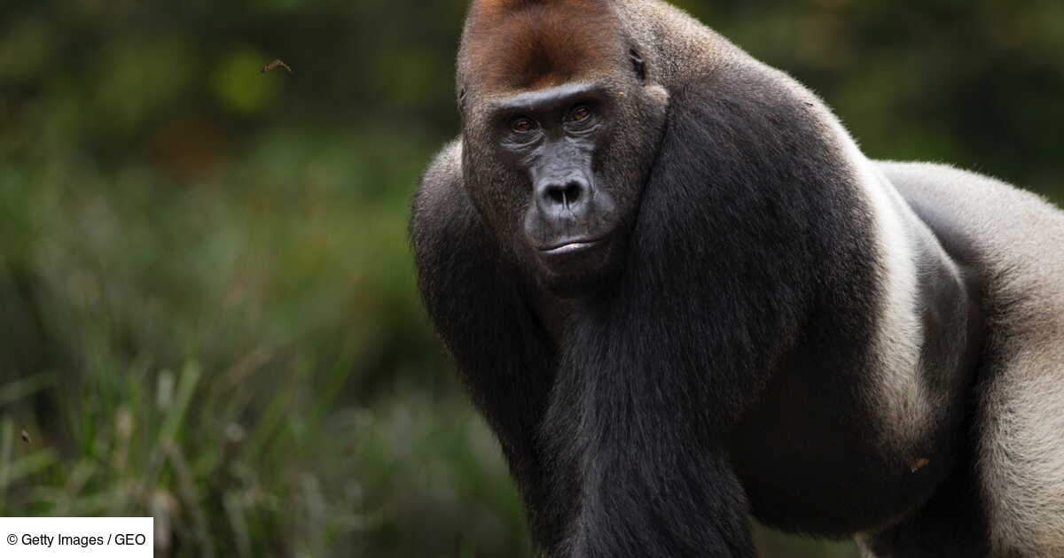 Qu’est-ce qu’un grand singe ? - Geo.fr