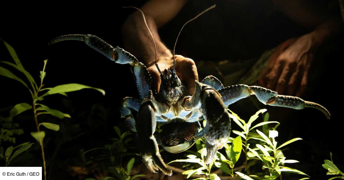 À Makatea, sur la piste du kaveu, le "crabe géant de cocotier" - Geo.fr