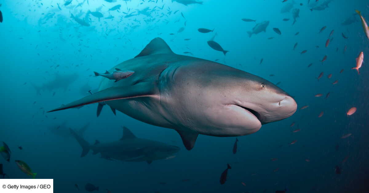 Les 5 infos à connaître sur le requin-taureau - Geo.fr
