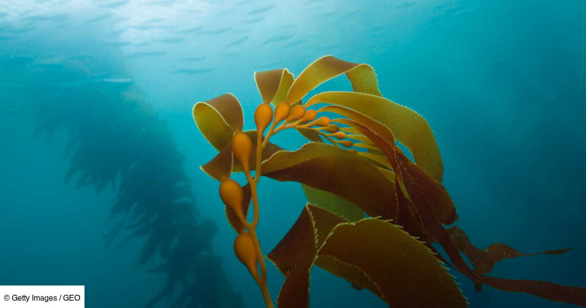 Quelle est la différence entre une algue et une plante aquatique ? - Geo.fr
