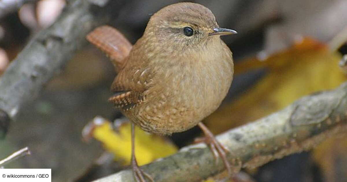 Comment reconnaître le troglodyte mignon ? - Geo.fr