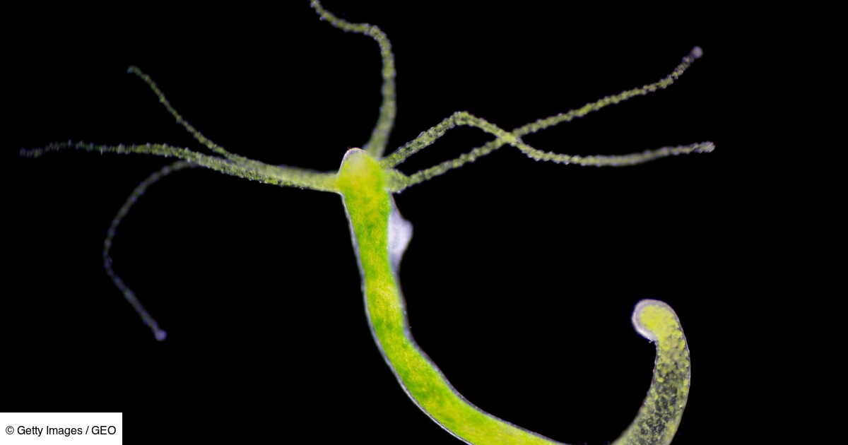 Qui est l’hydre, cette créature capable de se faire pousser de ...