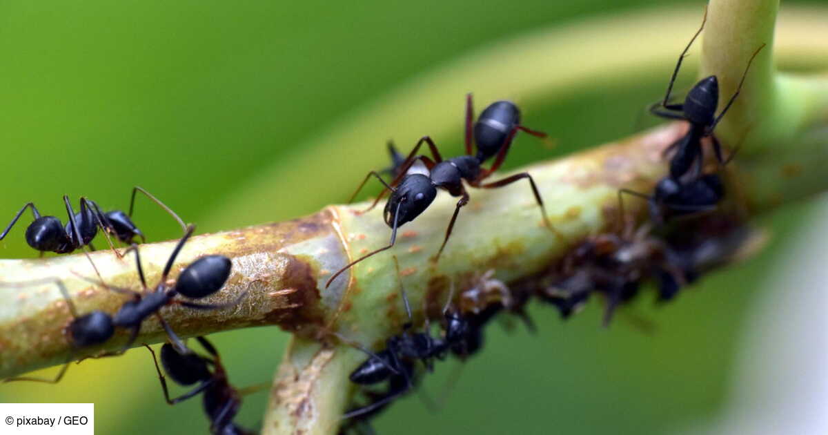 Les colonies de fourmis fonctionnent comme des réseaux de neurones ...