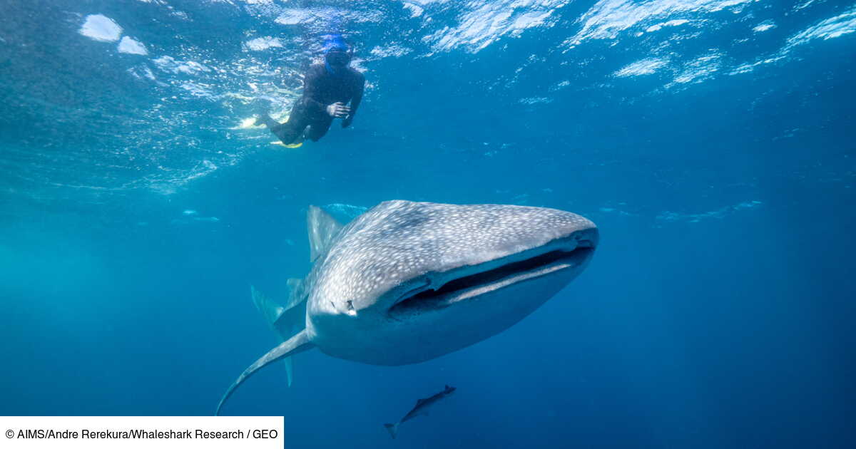 Le plus grand animal omnivore du monde n'est pas celui que l'on pensait ...
