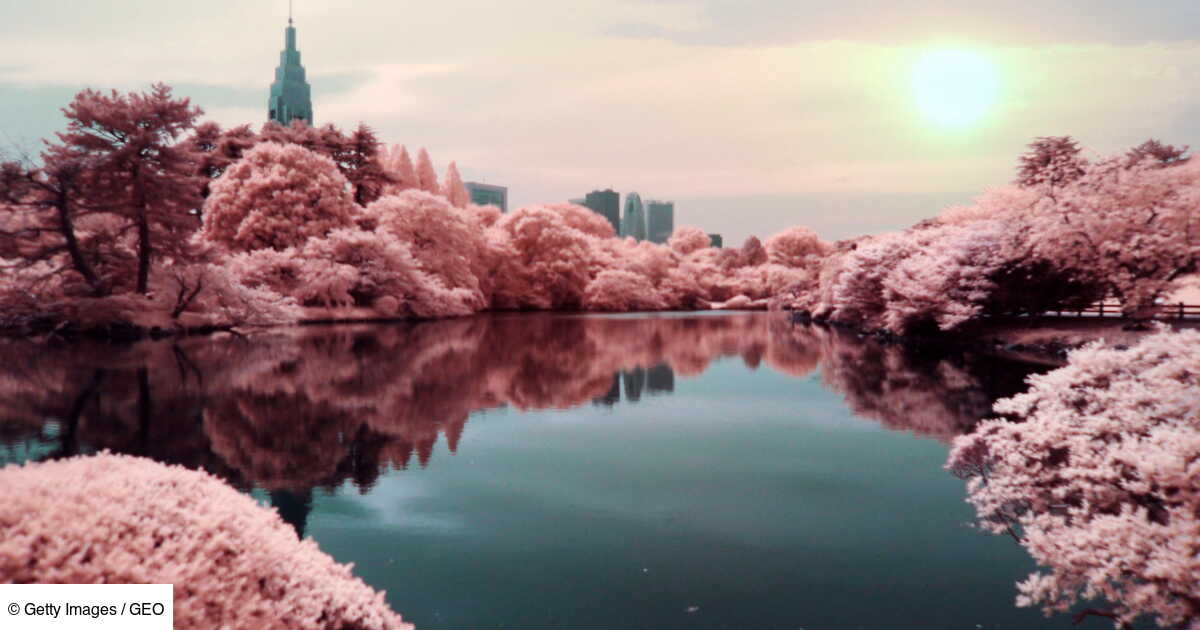 Quels sont les plus beaux endroits de Tokyo ? - Geo.fr