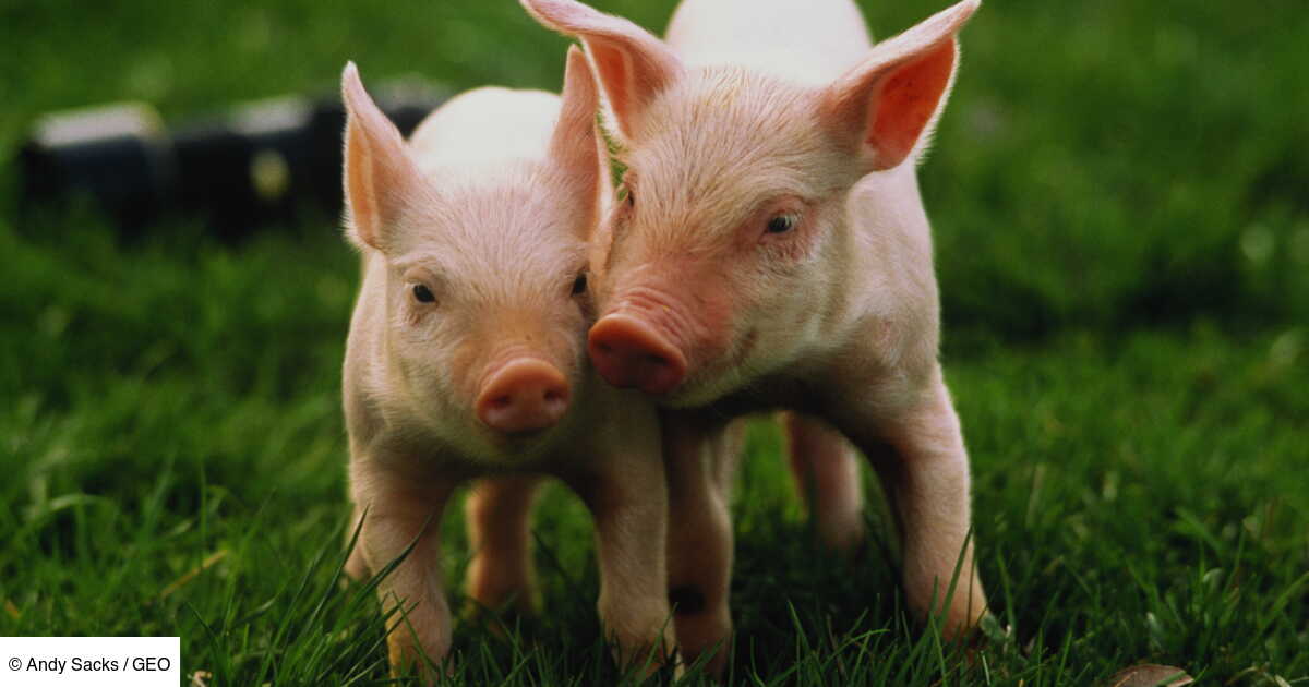 Cochon : 7 choses que vous ignoriez peut-être sur cet animal attachant ...