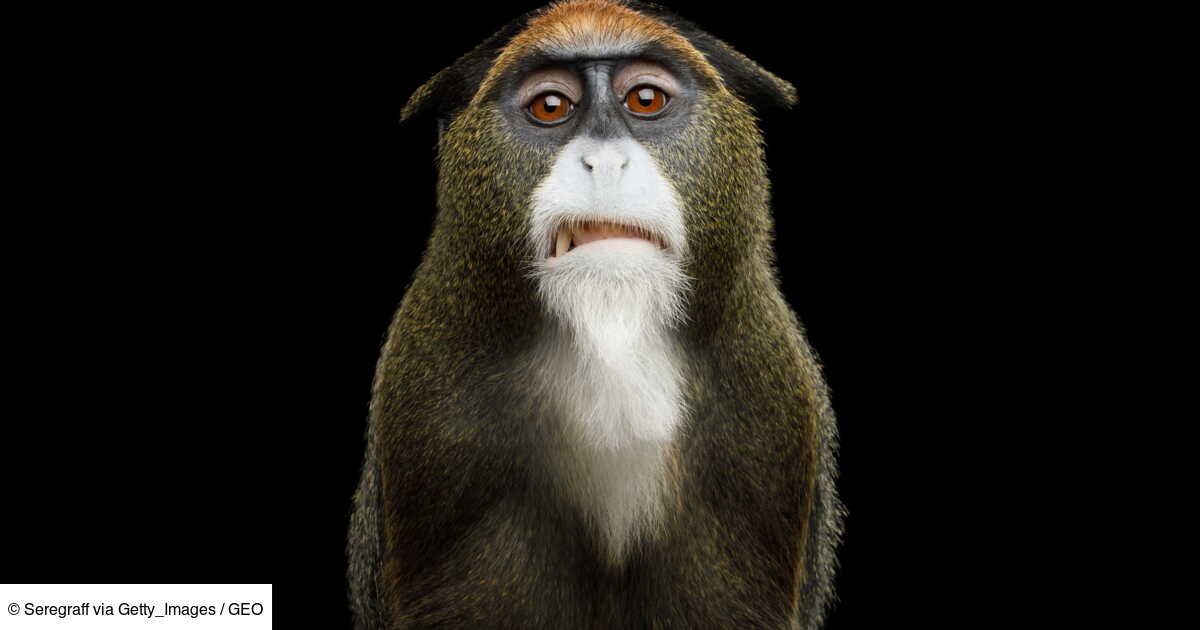 Couleur, barbe, forme du nez : Les 10 singes les plus étonnants et ...