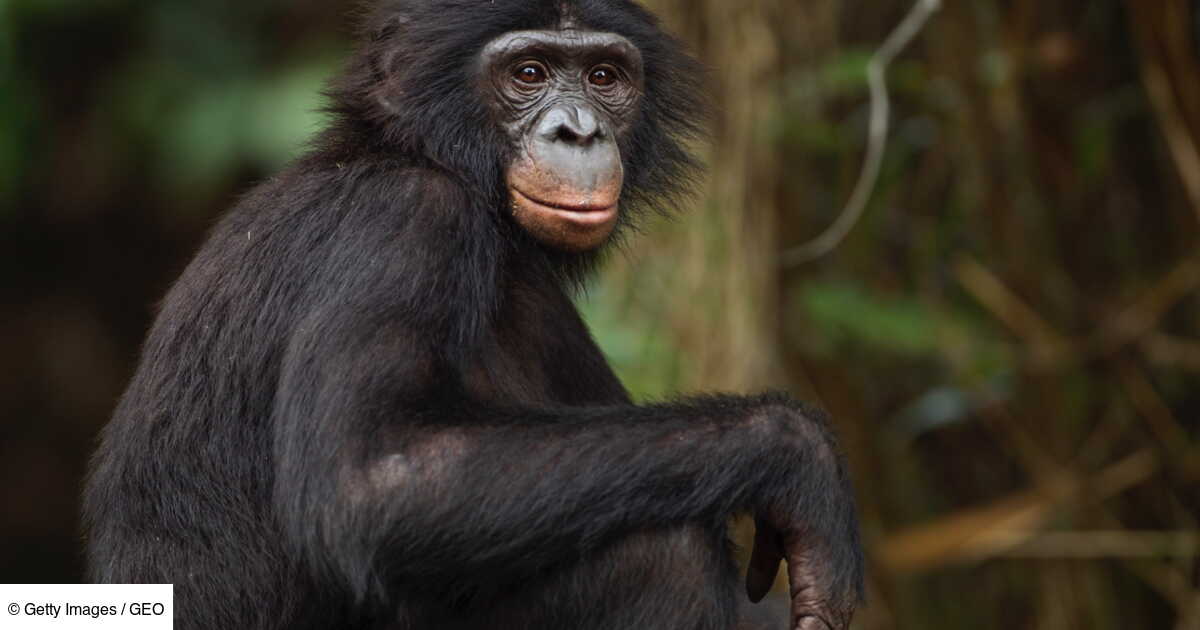 Quelle est la différence entre un chimpanzé et un bonobo ? - Geo.fr