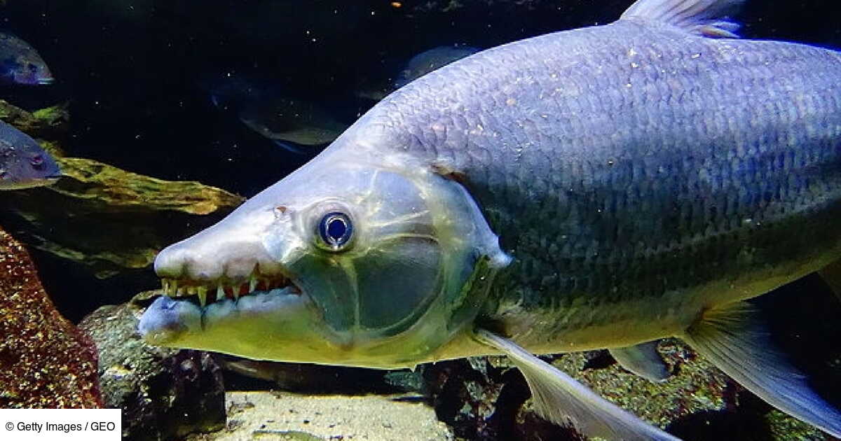 Le poisson tigre goliath, un prédateur redoutable - Geo.fr