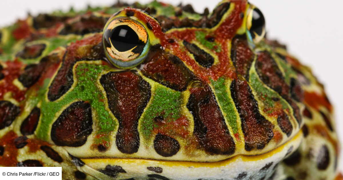 Grenouille pacman, phyllobate terrible, dendrobate fraise : Découvrez les grenouilles les plus ...