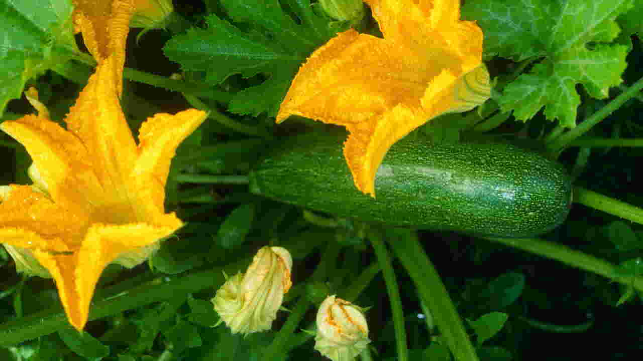 Comment polliniser une courgette ? - Geo.fr