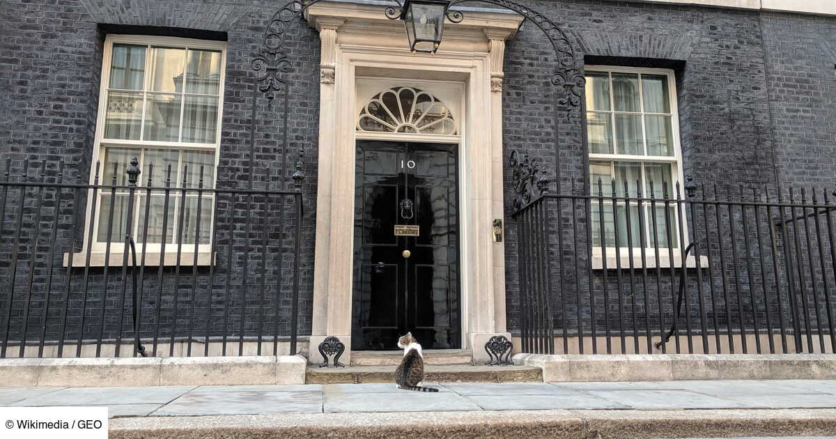 Royaume-Uni : petit exploit du chat du 10 Downing Street qui fait fuir ...