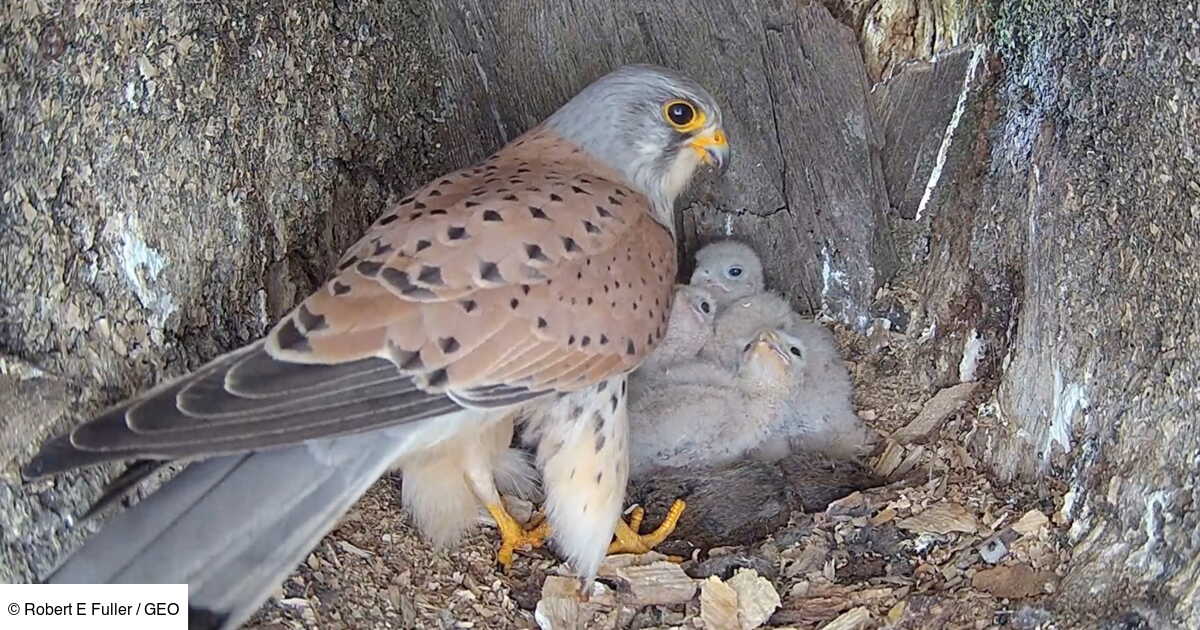 Ce rapace mâle a pris le rôle de la maman, disparue soudainement, pour ...