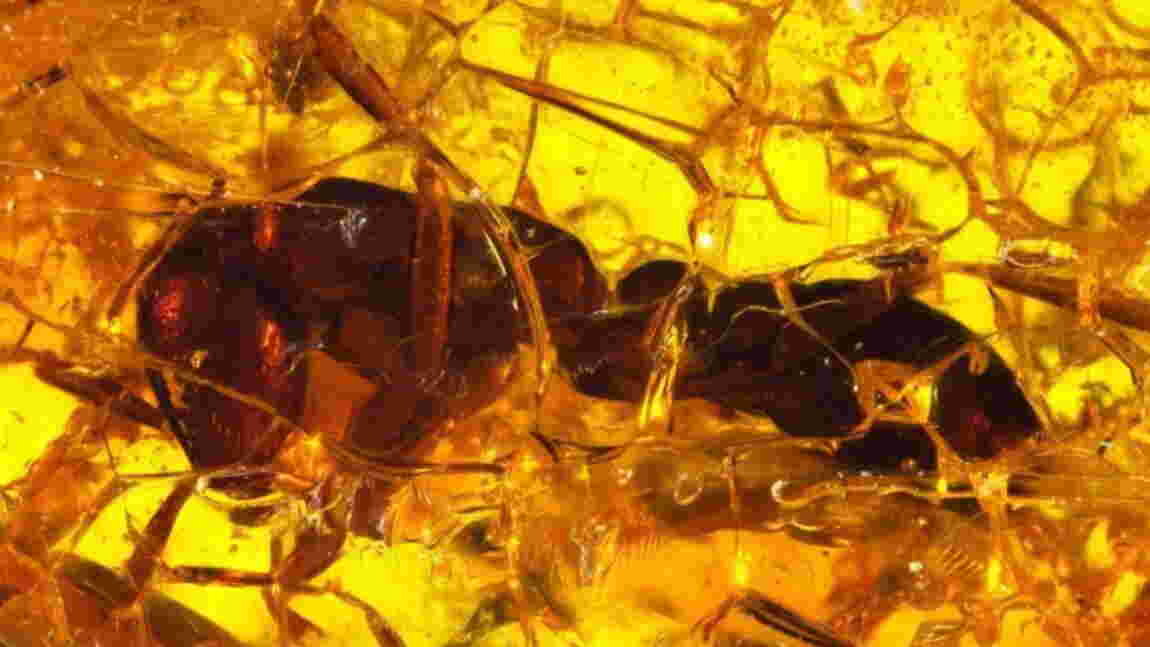 La fourmi légionnaire capable de dévorer des vertébrés a envahi l ...