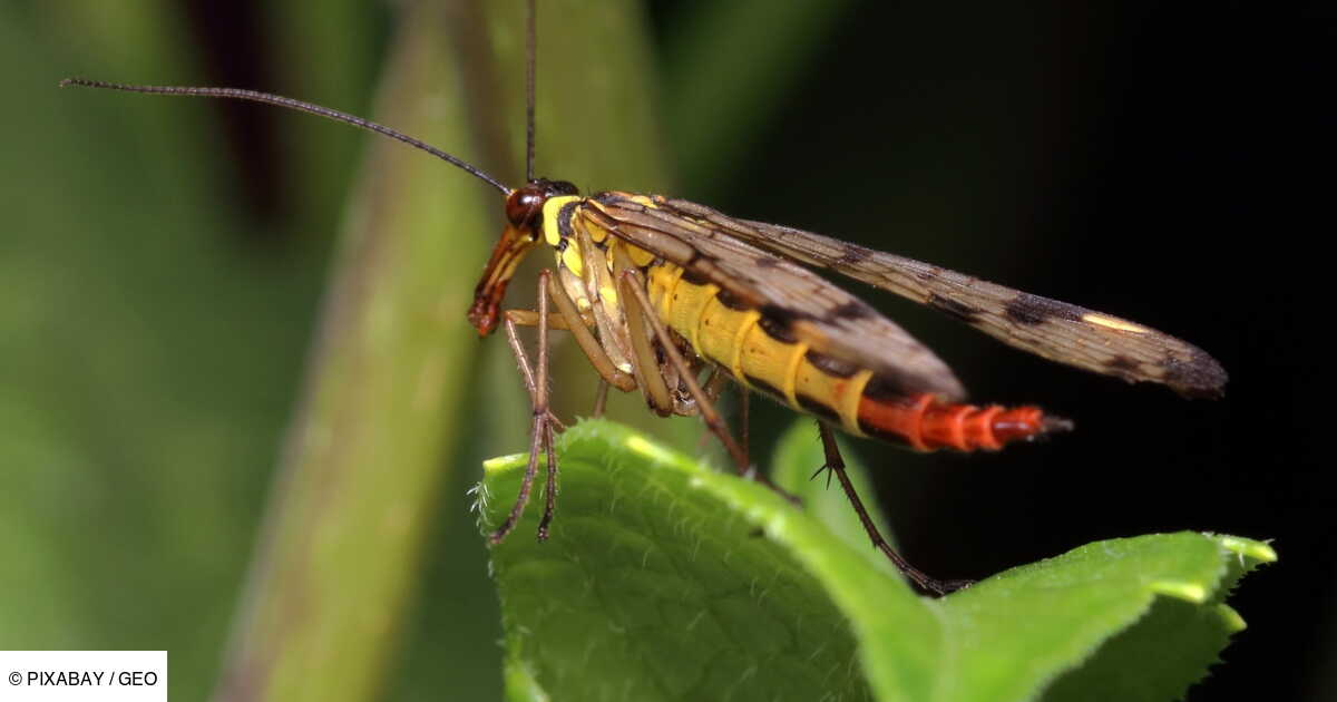 Un nouveau genre de mécoptère ou "mouche-scorpion" découvert au Népal ...