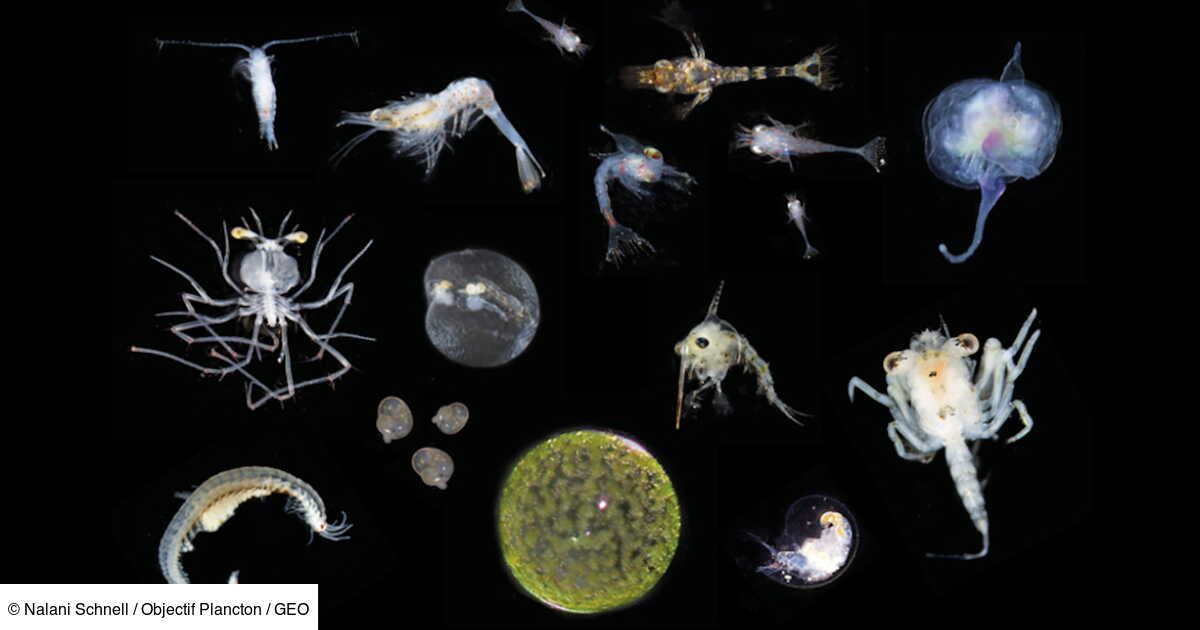 La beauté fascinante du plancton, sous l'objectif de la science ...