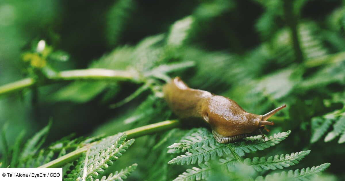 La limace est-elle un escargot sans coquille ? - Geo.fr