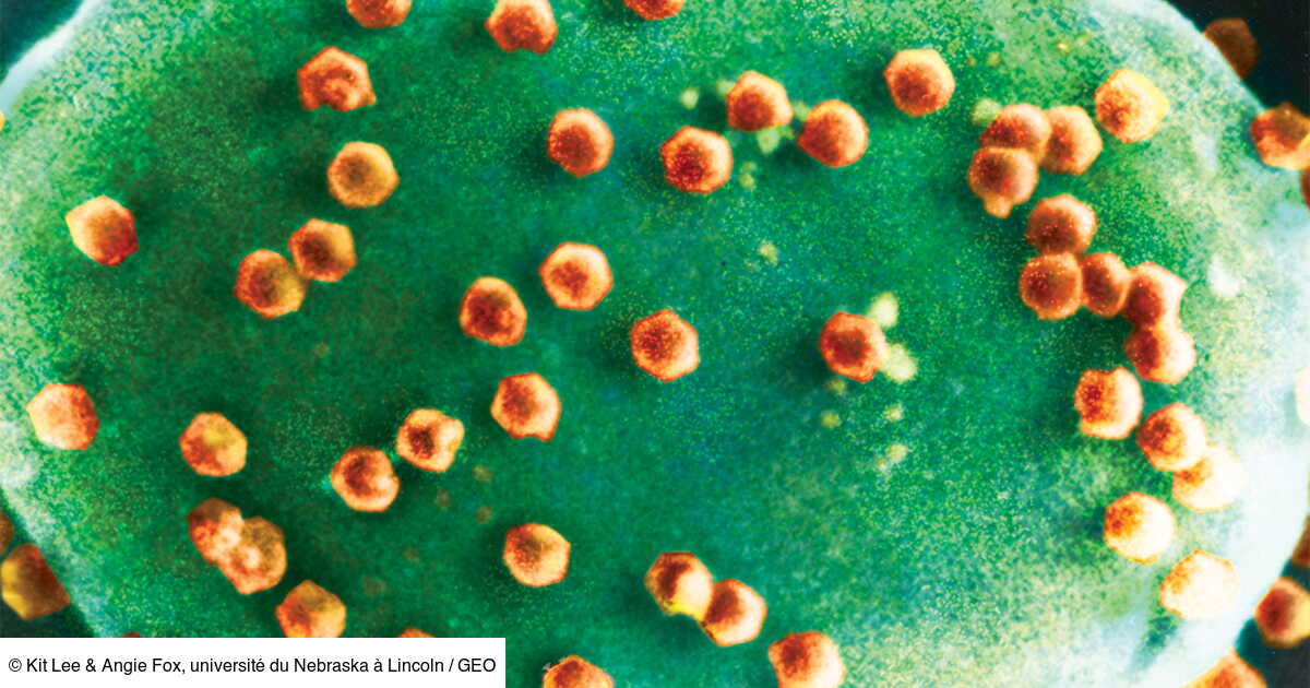 Les virus peuvent nourrir des êtres vivants et pas seulement les ...