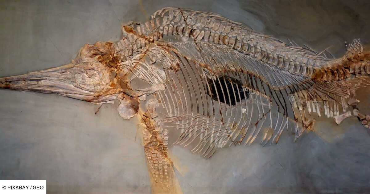 Ce super-prédateur pourrait avoir été le plus gros animal de l'Histoire ...