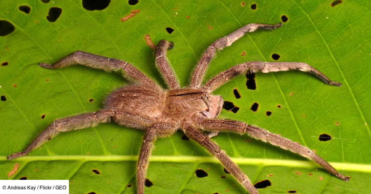 Qui est l'araignée-banane, l'araignée la plus venimeuse du monde qui ...