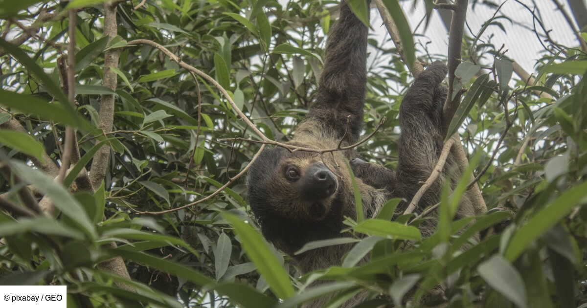 Le paresseux a beau être très lent, il possède une grande force ...