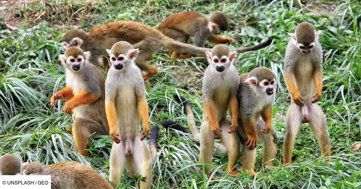 Pourquoi une population entière de singes va-t-elle être abattue sur la ...