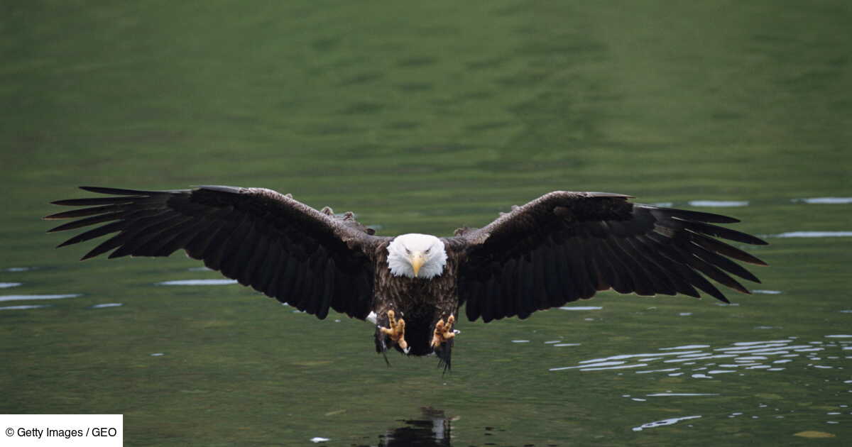 Aigle, faucon, buse : quelles différences ? - Geo.fr