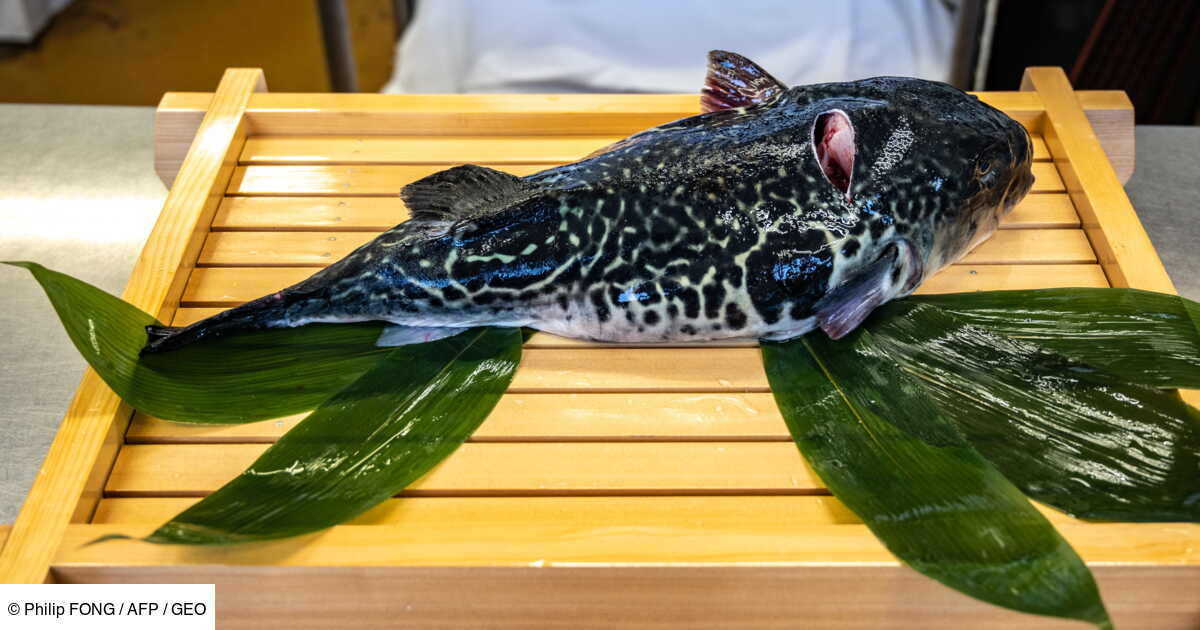 Le fugu, poisson de l'espoir pour les pêcheurs de Fukushima - Geo.fr