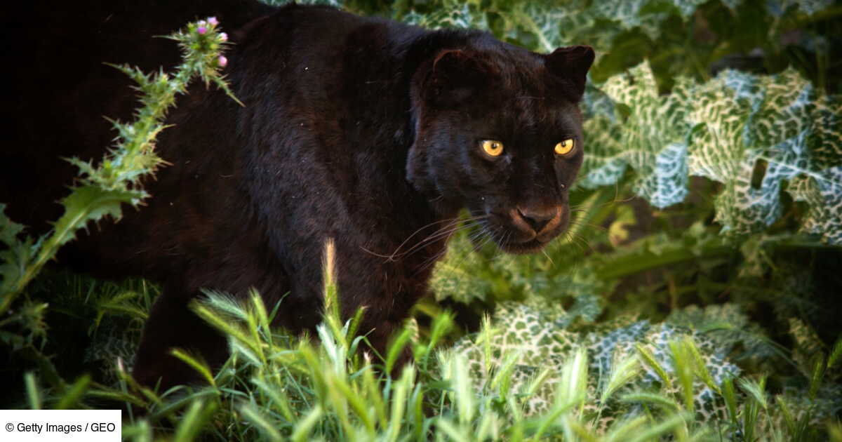 La panthère noire, un léopard atteint de mélanisme ? - Geo.fr