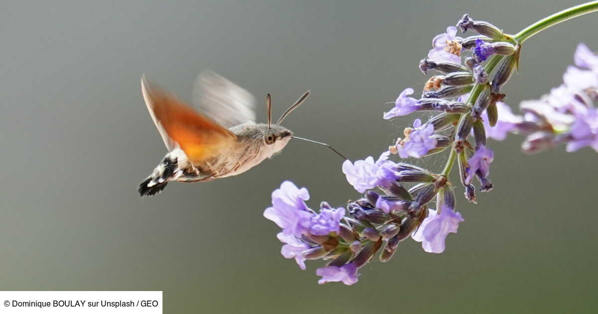 Les papillons de nuit sont des pollinisateurs encore plus efficaces que ...