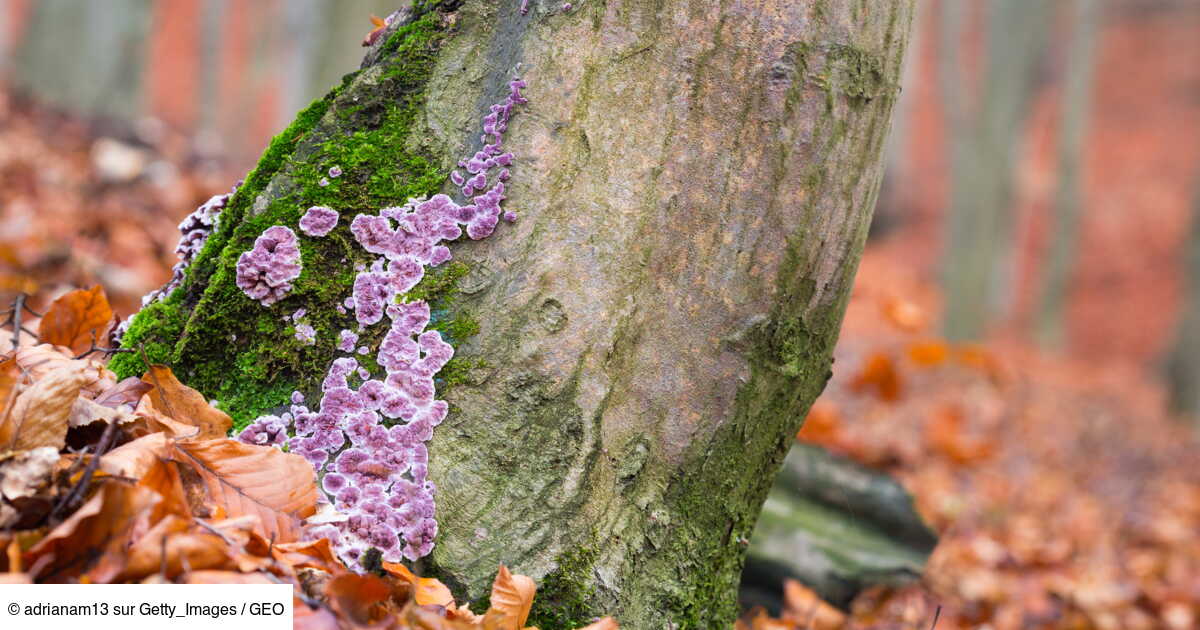Un humain infecté pour la première fois par le champignon responsable ...
