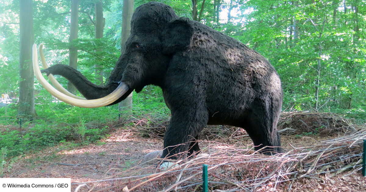 Les mammouths laineux n'auraient pas toujours eu... des poils ! - Geo.fr