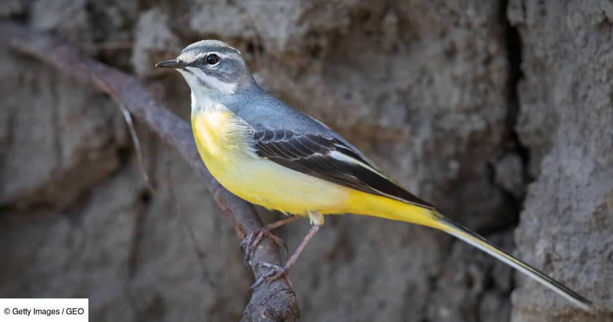 Qui est la Bergeronnette des ruisseaux, charmant oiseau au ventre jaune ...