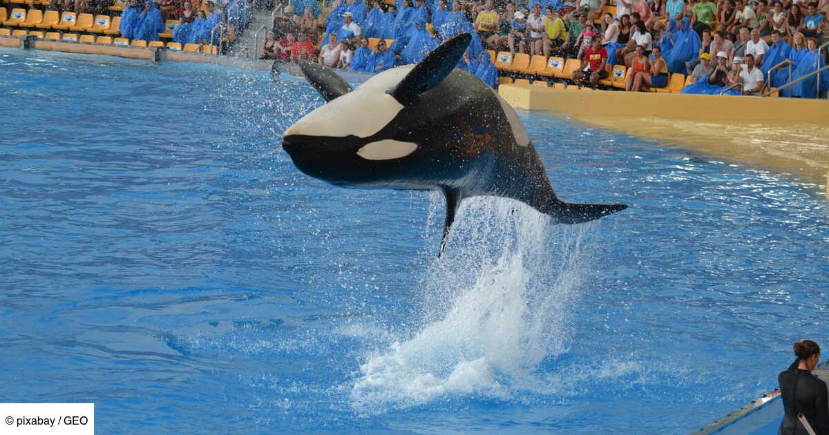Peut-on vraiment remettre en liberté une orque captive ? - Geo.fr
