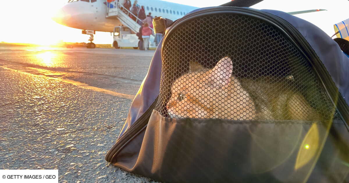 Quelles sont les règles pour voyager en avion avec un animal de ...