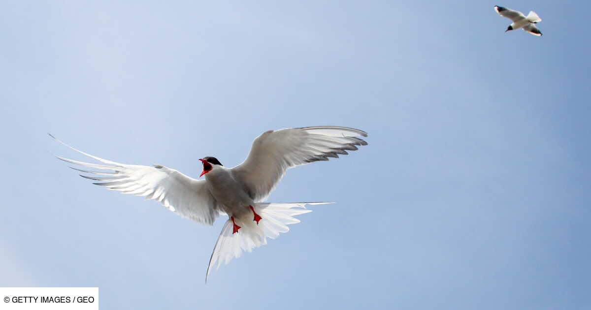 Quels sont les 10 plus beaux oiseaux migrateurs ? - Geo.fr