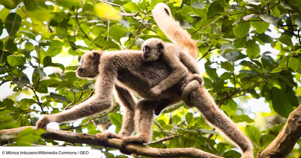 Ibiti Projeto : un paradis retrouvé dans la Mata Atlantica - Geo.fr