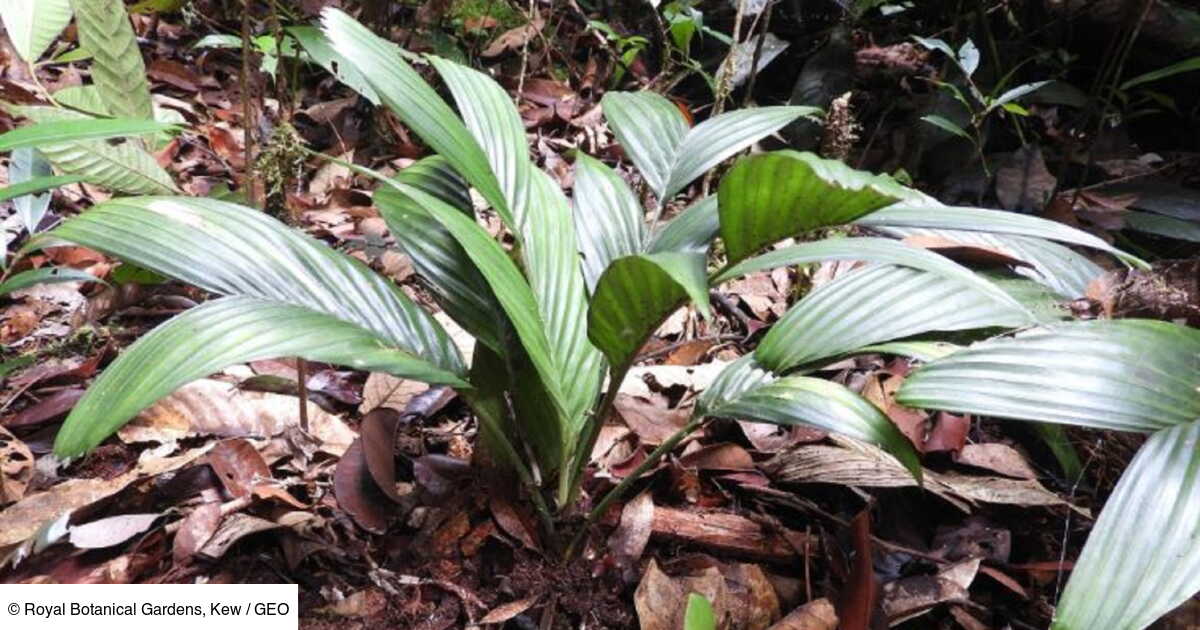 Discovery of Pinanga Underground: A Rare Subterranean Palm Shaking ...