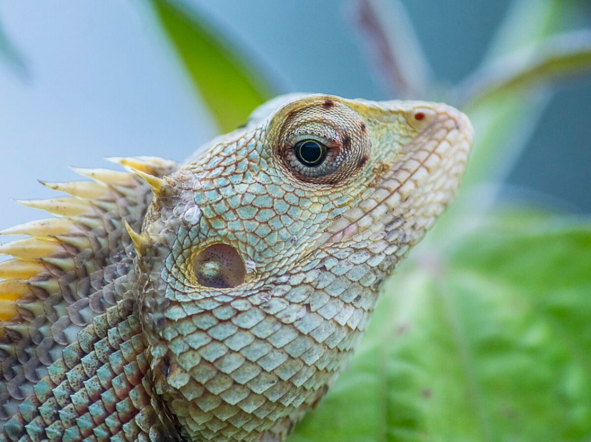 GEO 🔵 Buffon vs Linné, le duel oublié qui a révolutionné notre vision du vivant – Shango Media
