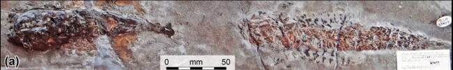 Un fossile révèle les restes d'une attaque de "calmar" vieille de 200 ...