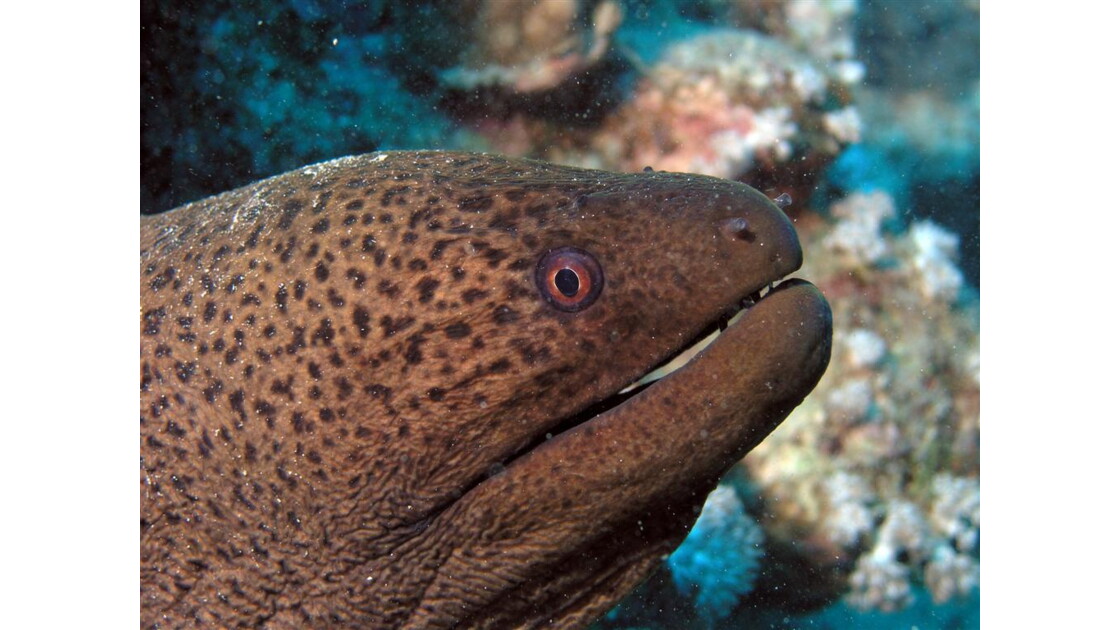 Murene javanaise, - Geo.fr