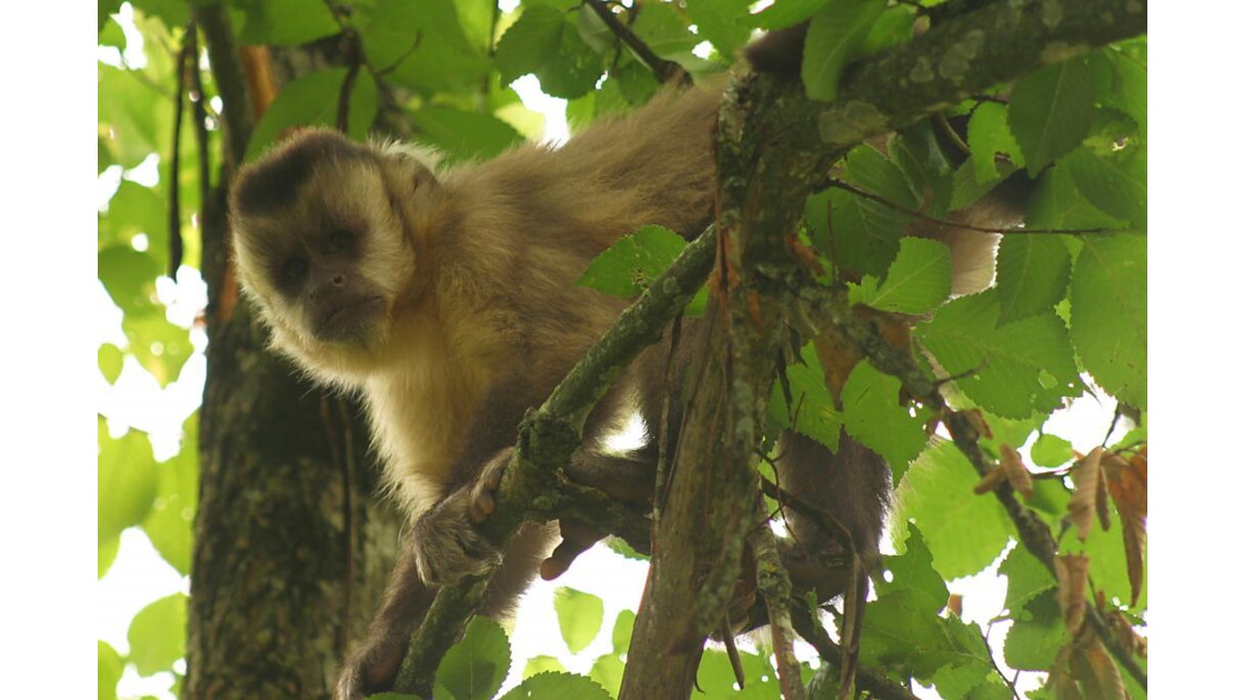 Singe capucin brun d'Amérique du sud, Singe capucin... - Geo.fr