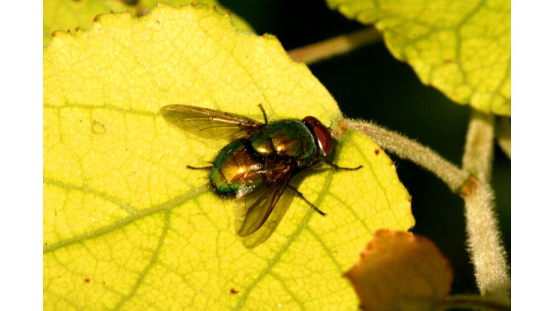 Mouche verte des cadavres, - Geo.fr