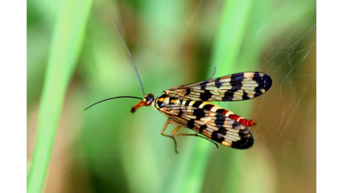 Mécoptère - Mouche scorpion ou Panorpe, - Geo.fr
