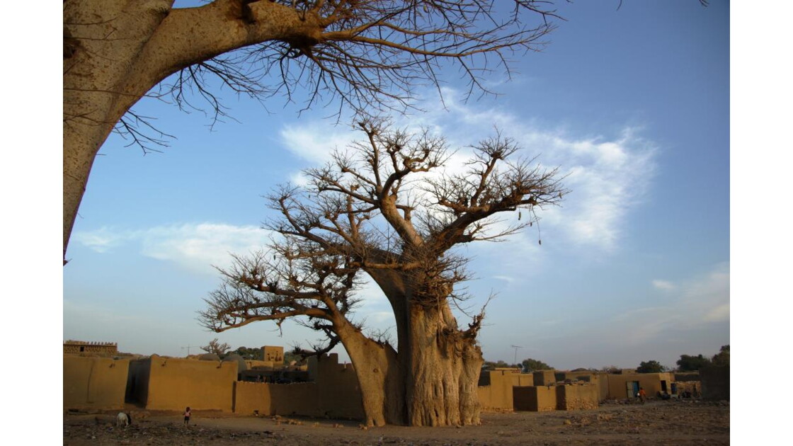 baobab.JPG, - Geo.fr
