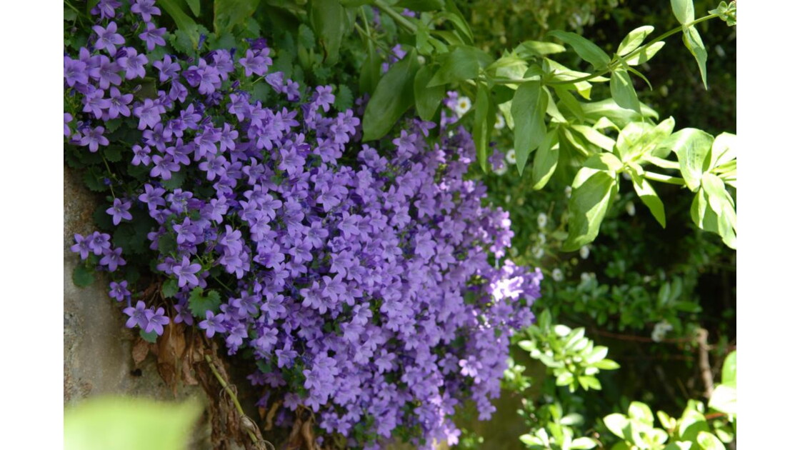 Fleurs de rocaille, - Geo.fr