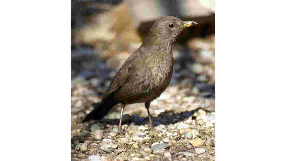 Madame merle (Merlette), Repas hivernal ouvert tous... - Geo.fr