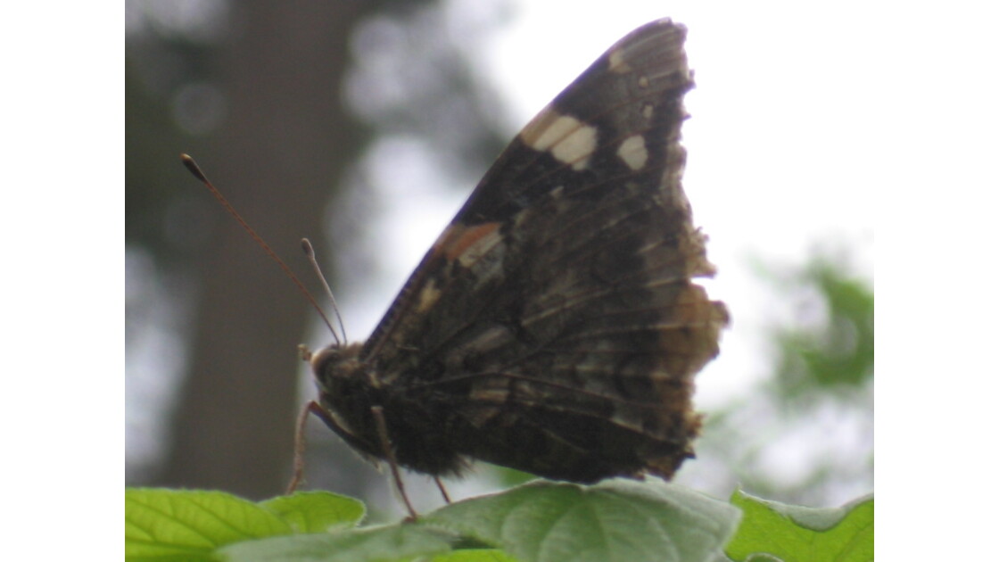 profil_papillon.JPG, - Geo.fr