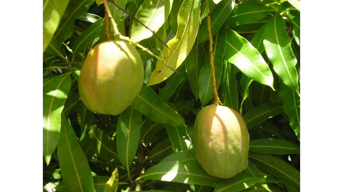 mangue, Il exite de nombreuses variétés de mangues.... - Geo.fr